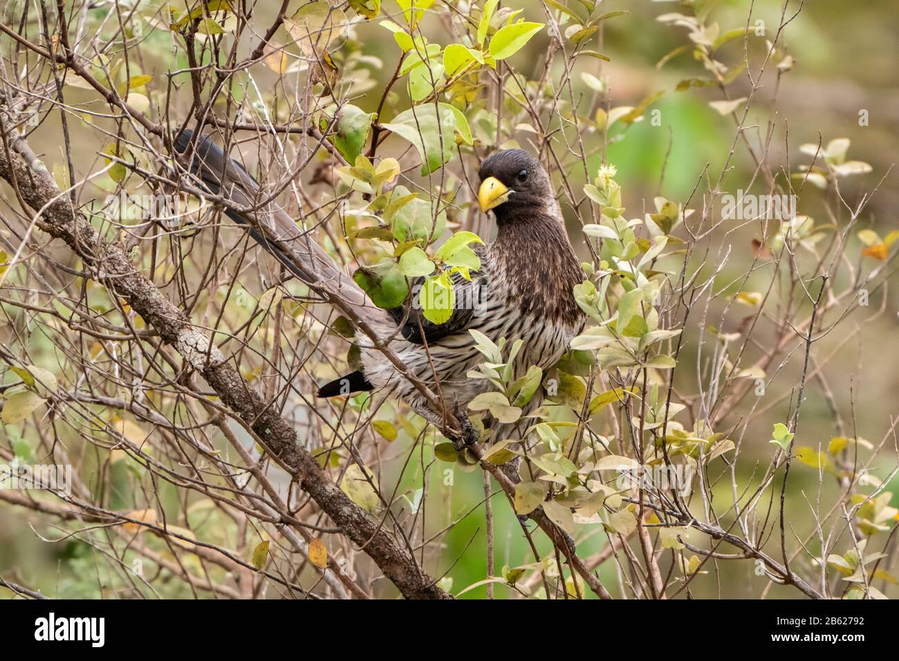 Plantain eaters hi-res stock photography and images - Alamy