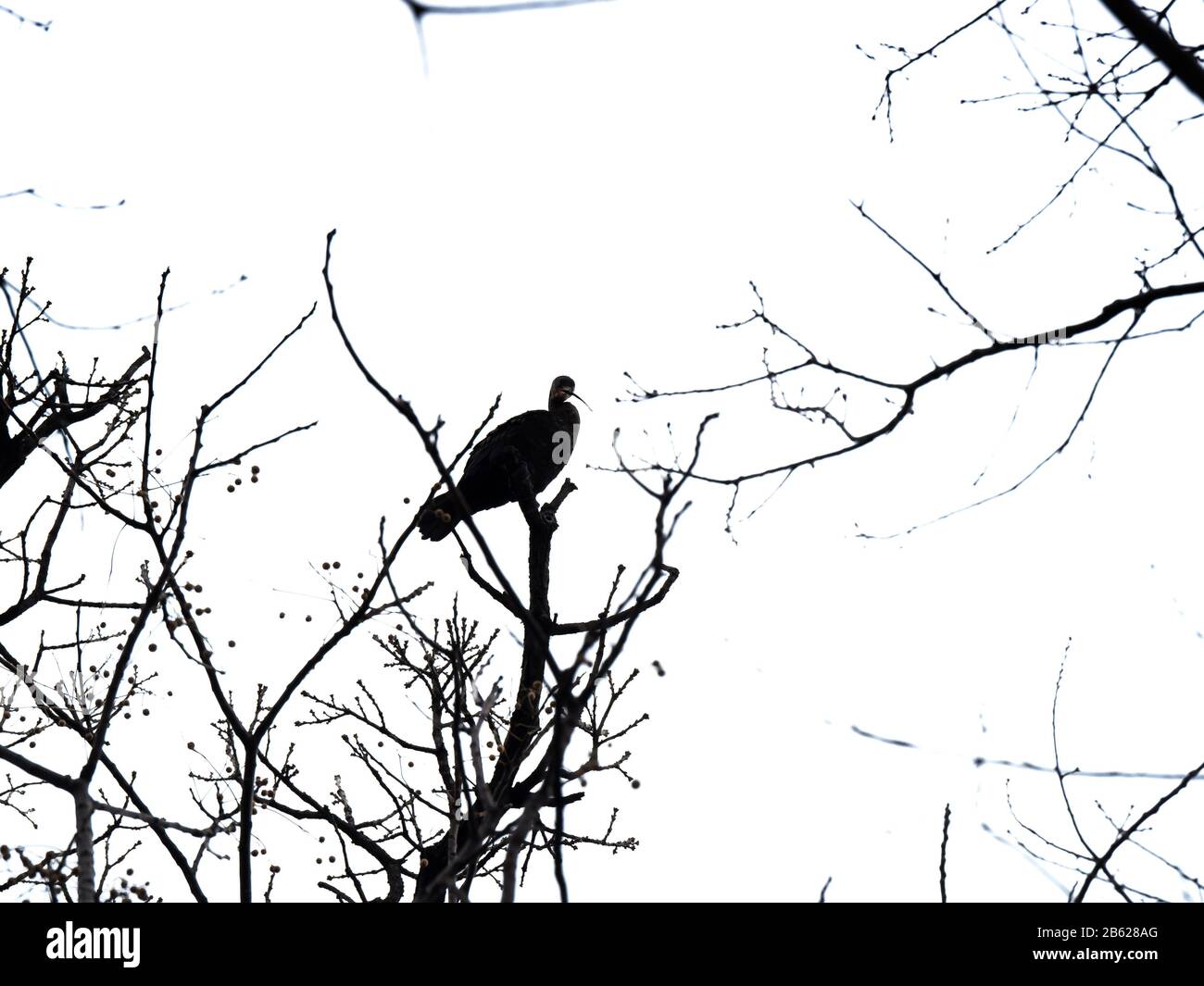 A cormorant water bird standing on a tree branch. Black and white only ...