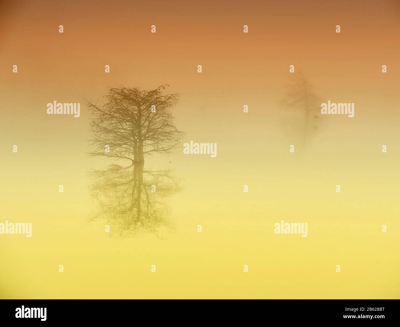 Fog is lifted, morning sun shining on the lake. Two lonesome bold ...
