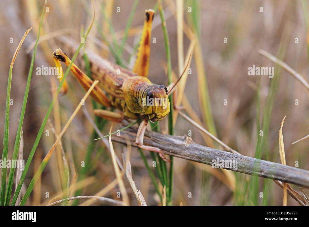 Locust Swarm Stock Photos & Locust Swarm Stock Images - Alamy