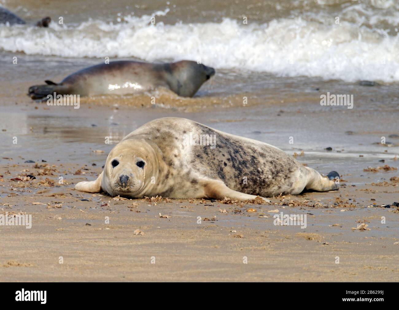Colony species hi-res stock photography and images - Alamy