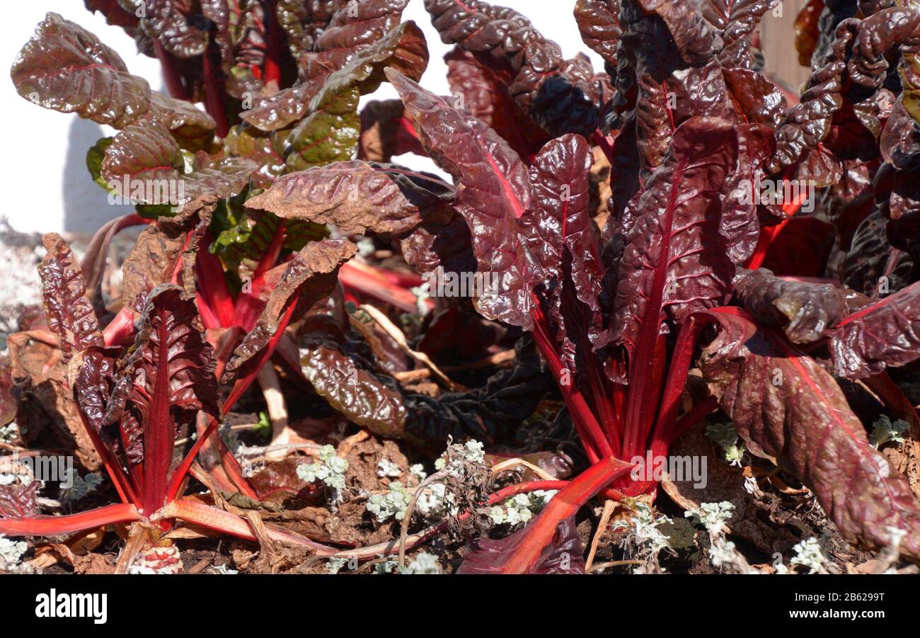 red-stemmed chard in spring sun, swiss chard or beta vulgaris plant ...