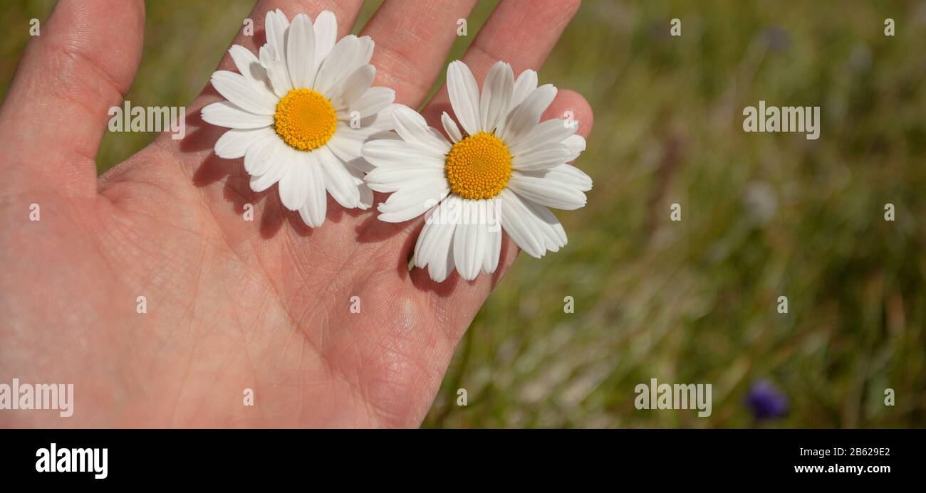 two daisies flowers on one hand Stock Photo - Alamy