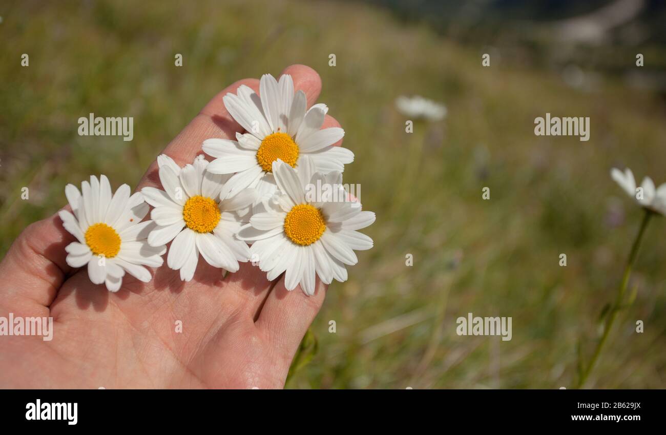 Four yellow daisies hi-res stock photography and images - Alamy