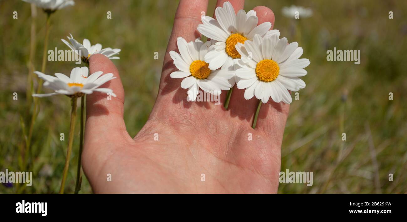 three daisies flowers on one hand Stock Photo - Alamy