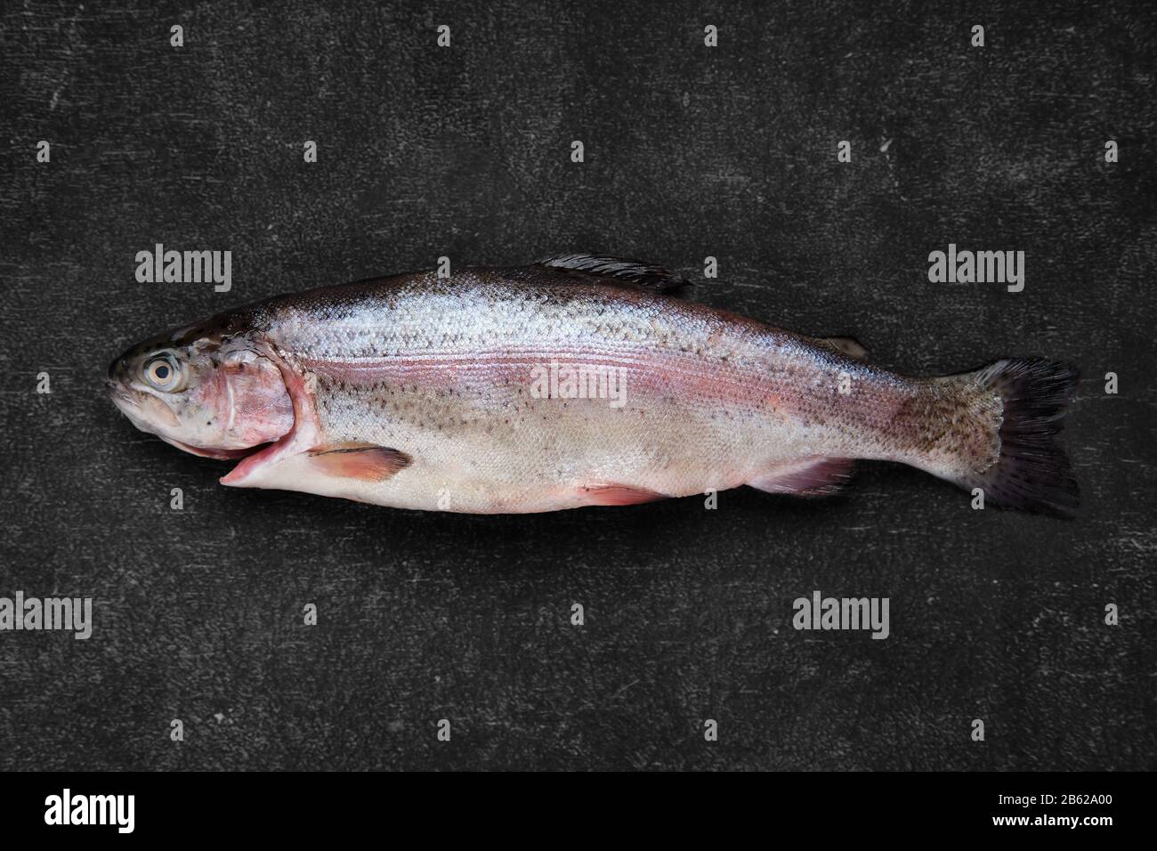 Marine trout rainbow hi-res stock photography and images - Alamy