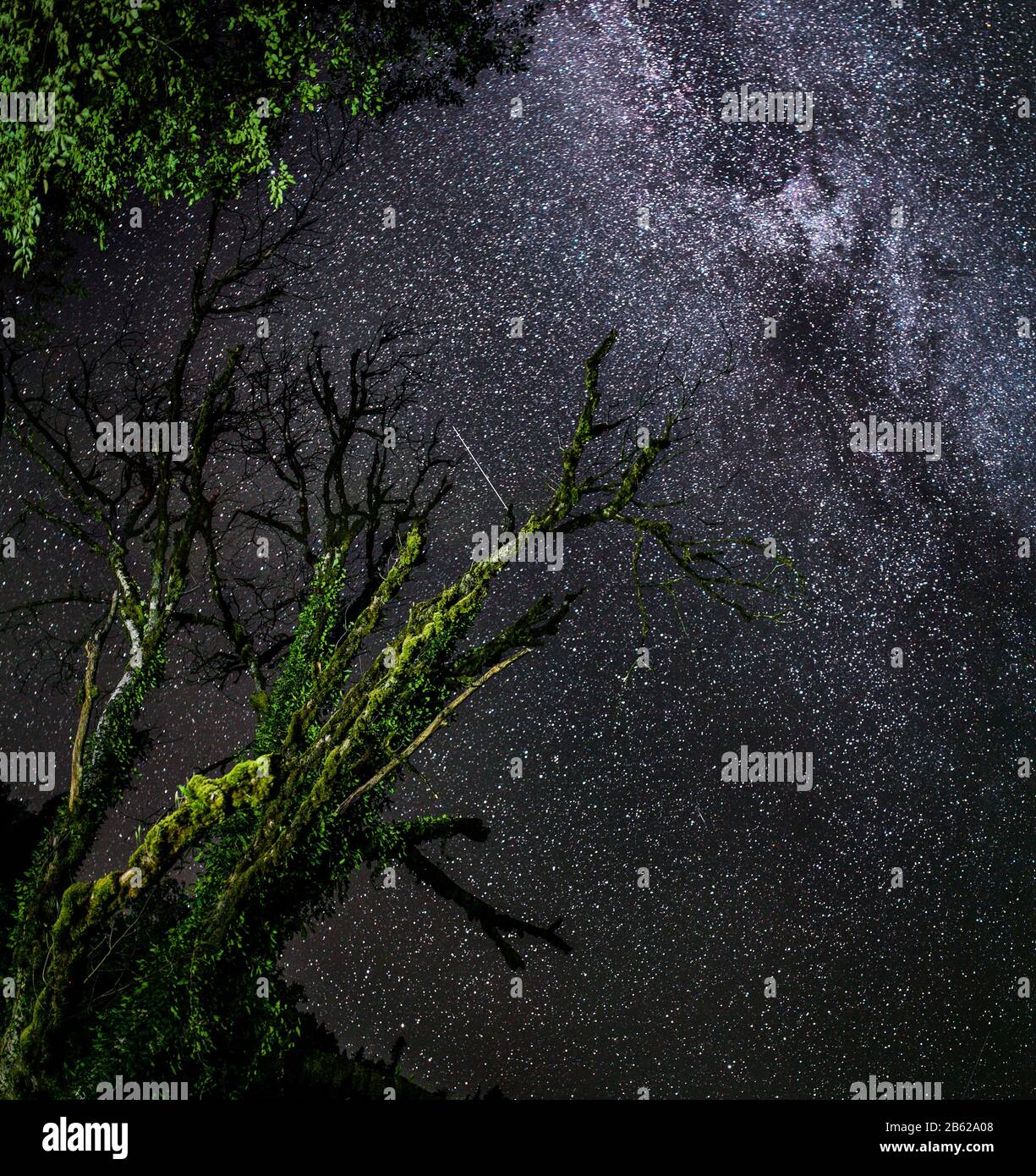 Starry moss hi-res stock photography and images - Alamy