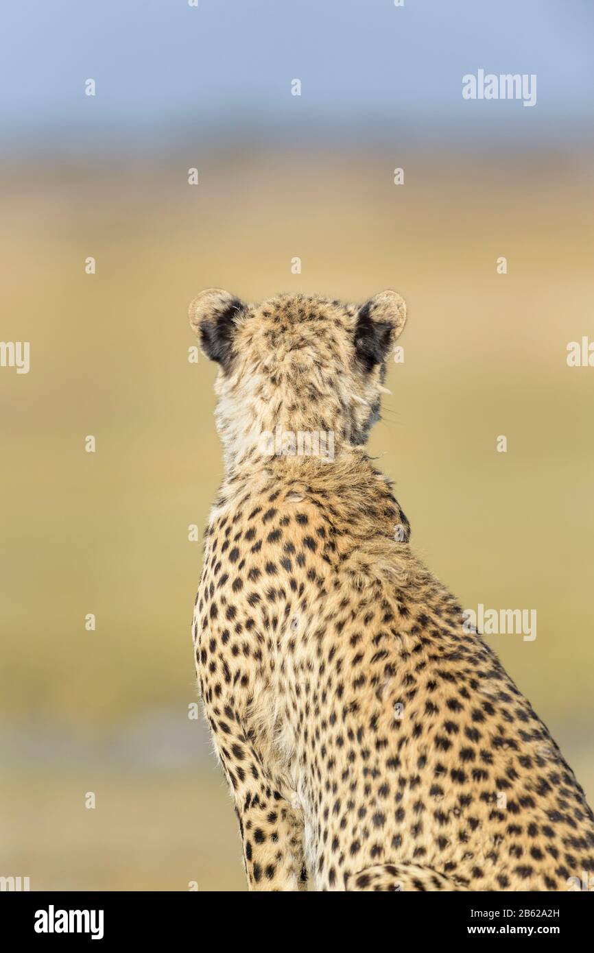 Cheetah portrait vertical hi-res stock photography and images - Alamy