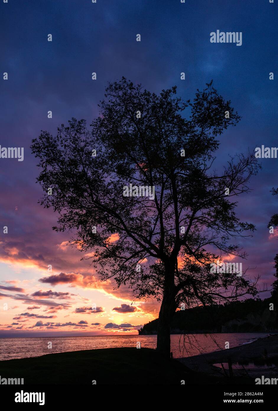 Tropical tree in front of sunset sky by the sea Stock Photo - Alamy