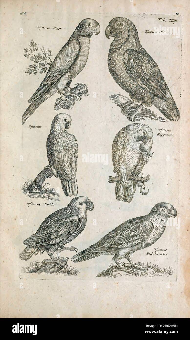 17th century illustrations hi-res stock photography and images - Alamy