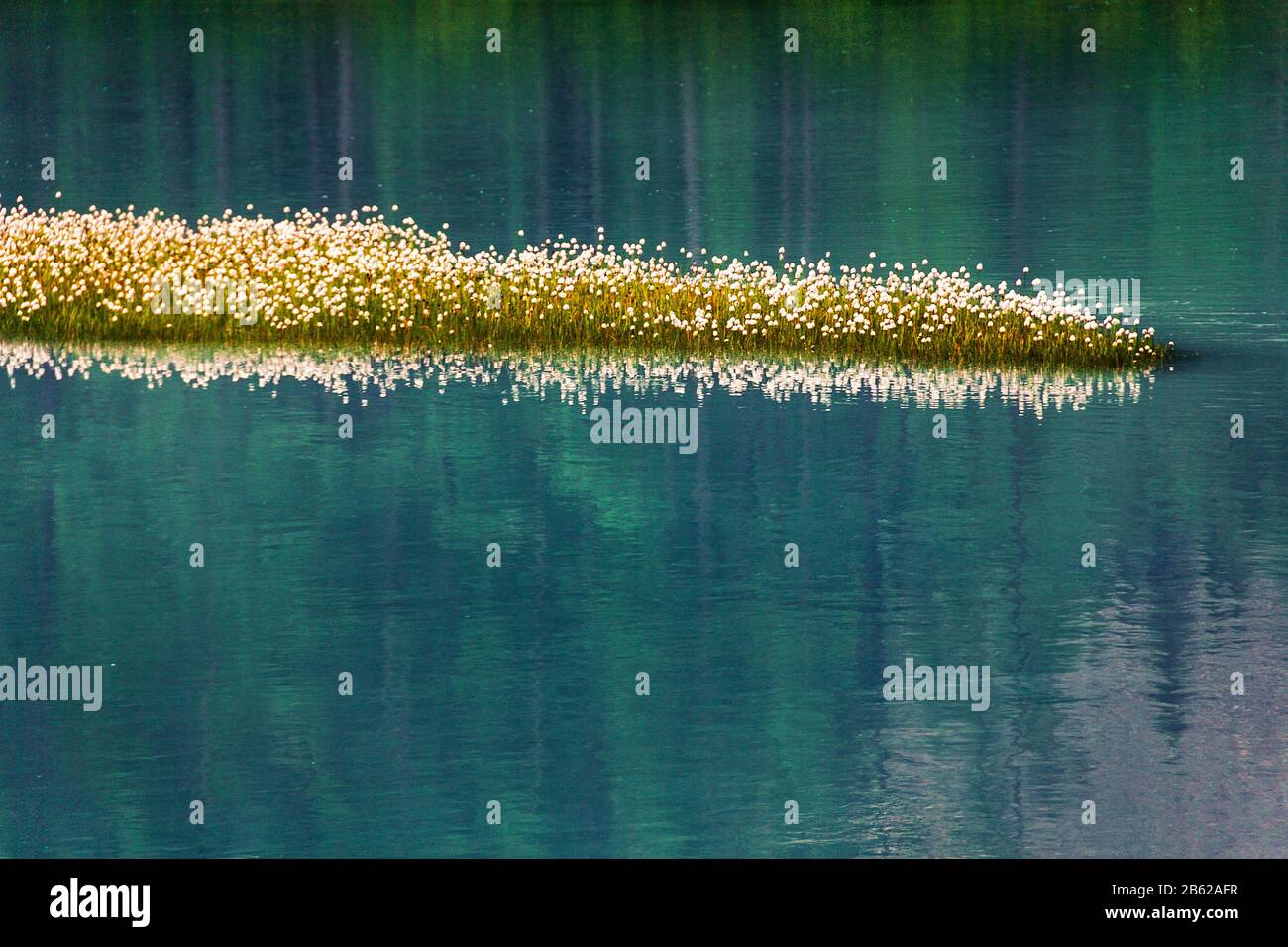 Bunch of water plants floating on still water of a blue river Stock ...