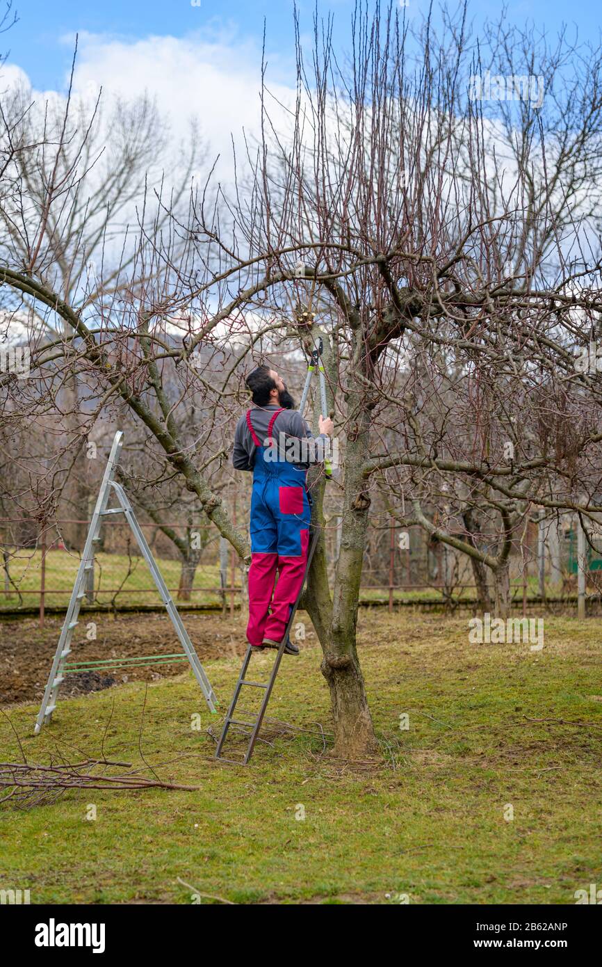 Mid adult caucasian man standing on a ladder, pruning fruit trees in ...