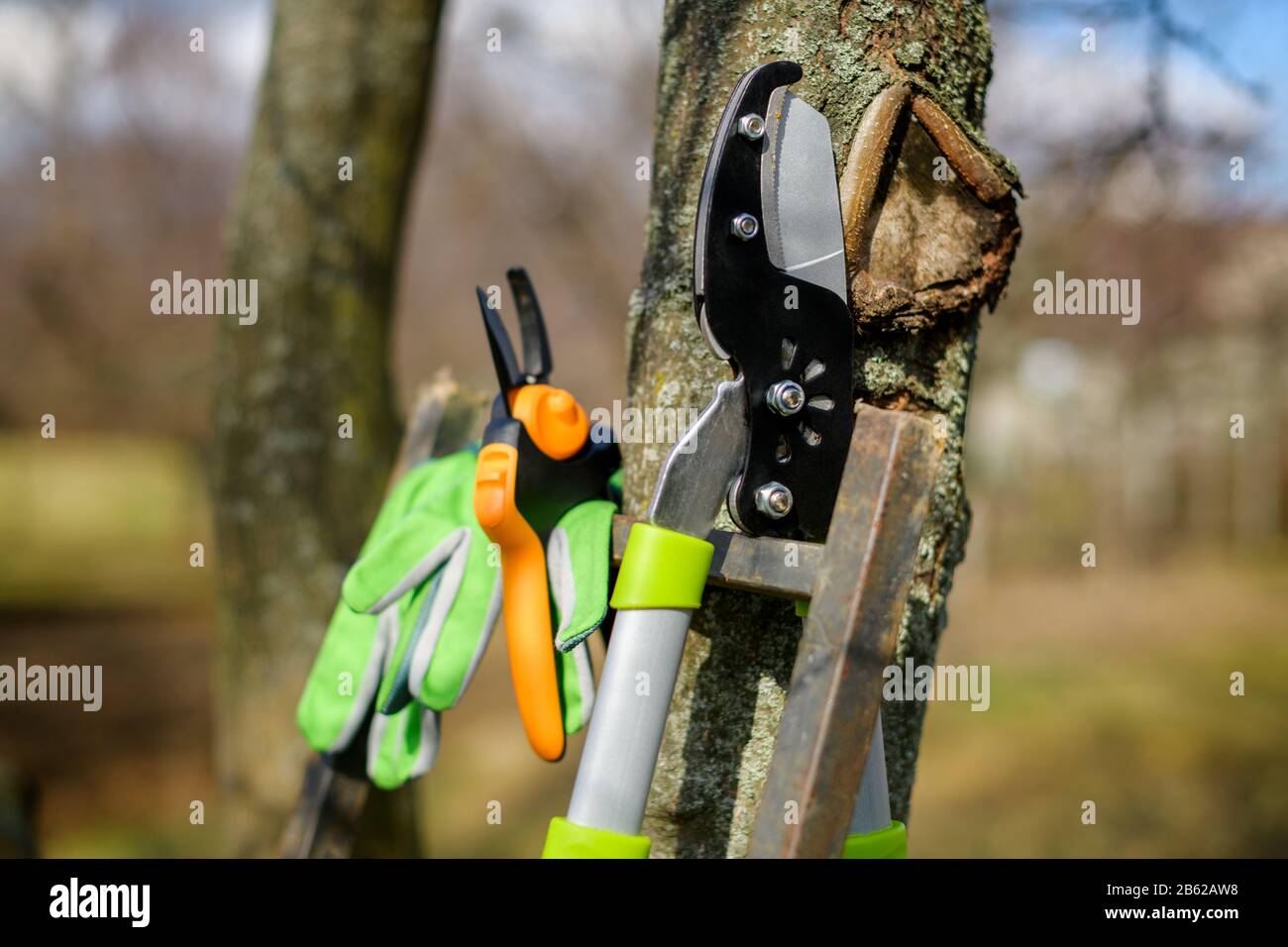 Pruning apple tree hi-res stock photography and images - Alamy