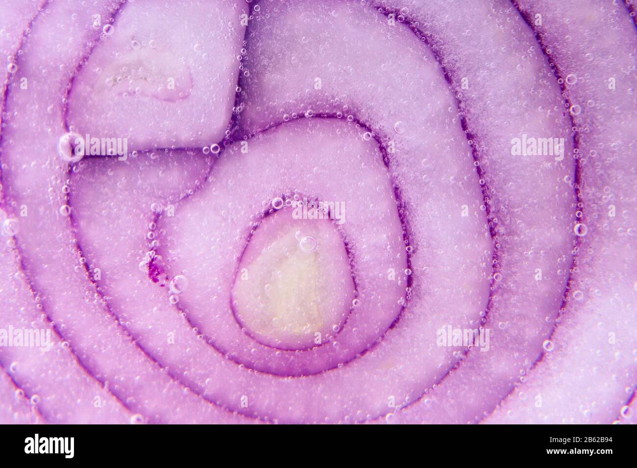 Onion texture hi-res stock photography and images - Alamy