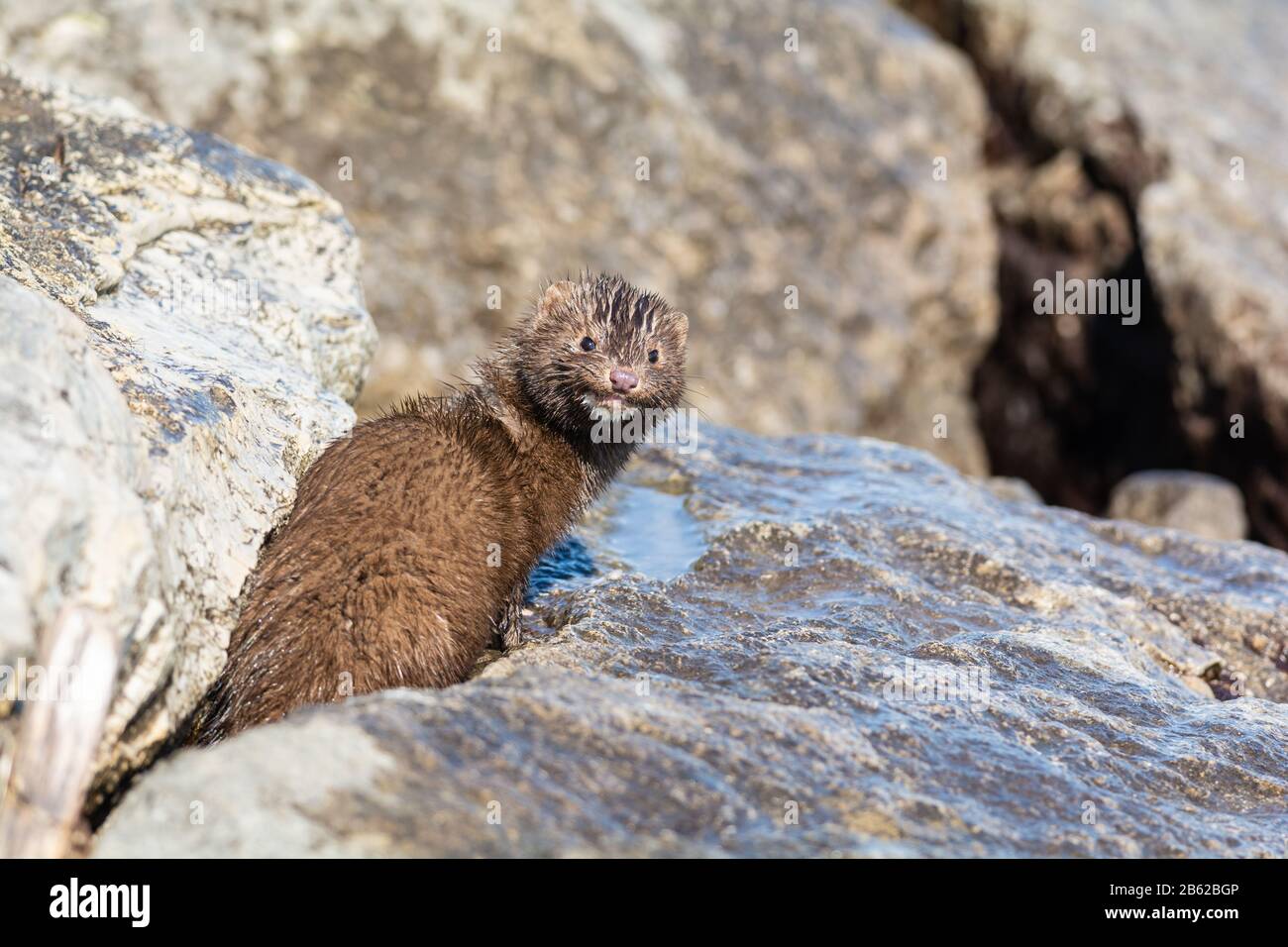 Wild mink hi-res stock photography and images - Alamy