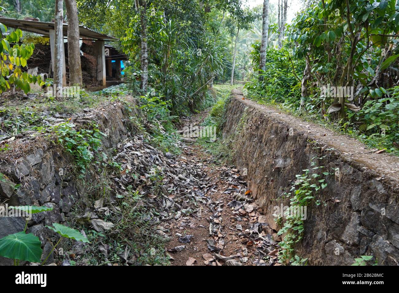 Dry River or stream Path with Roots, plants and dry leaves in a forest ...