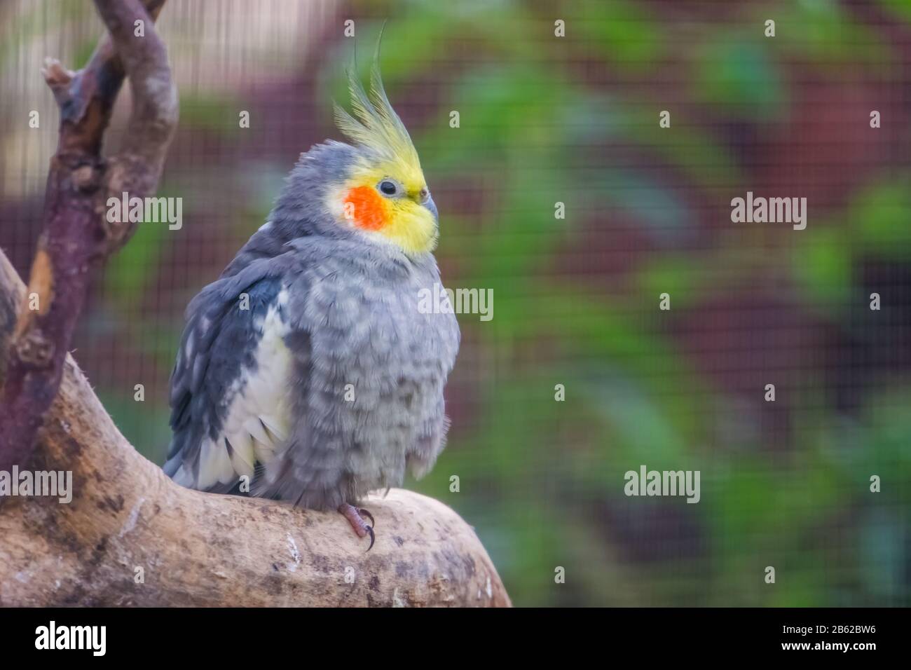 Closeup portrait of a cockatiel sitting on a branch, tropical bird ...