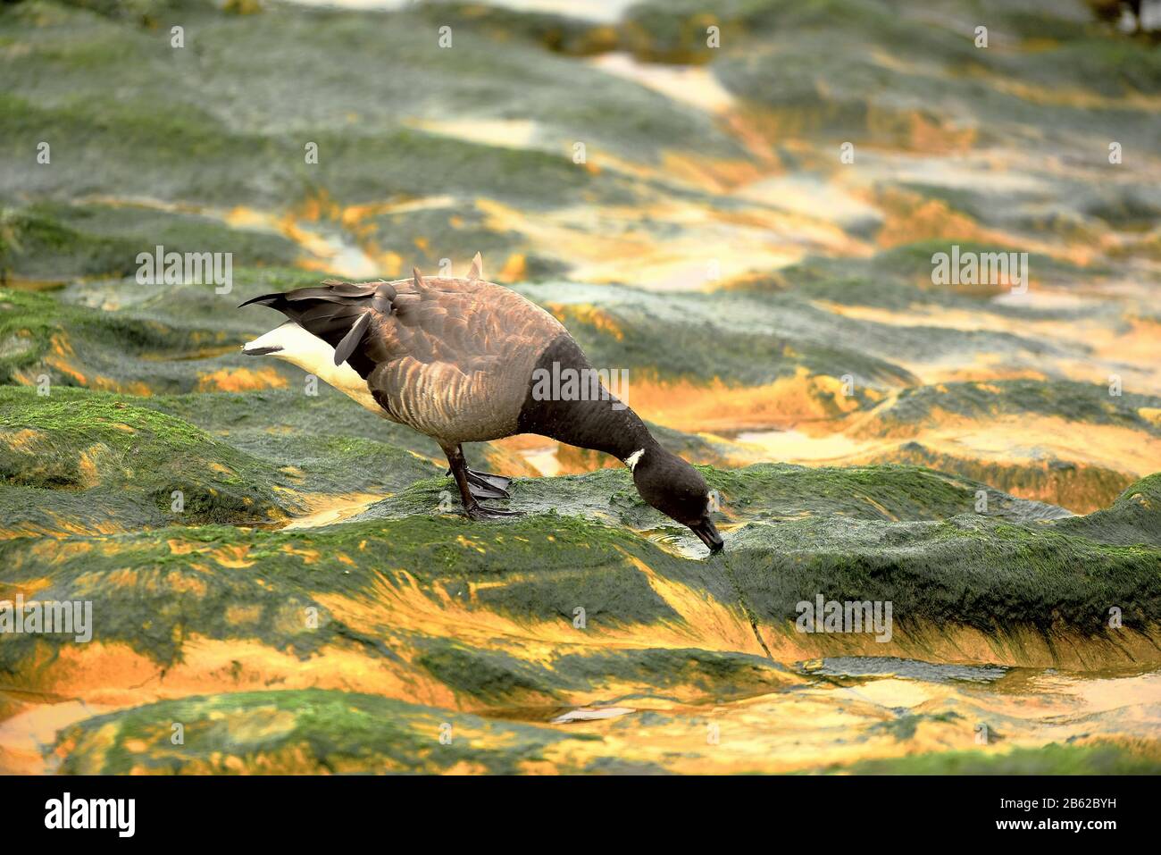 Brent Geese Winter migratory birds from Siberia on their Scottish ...