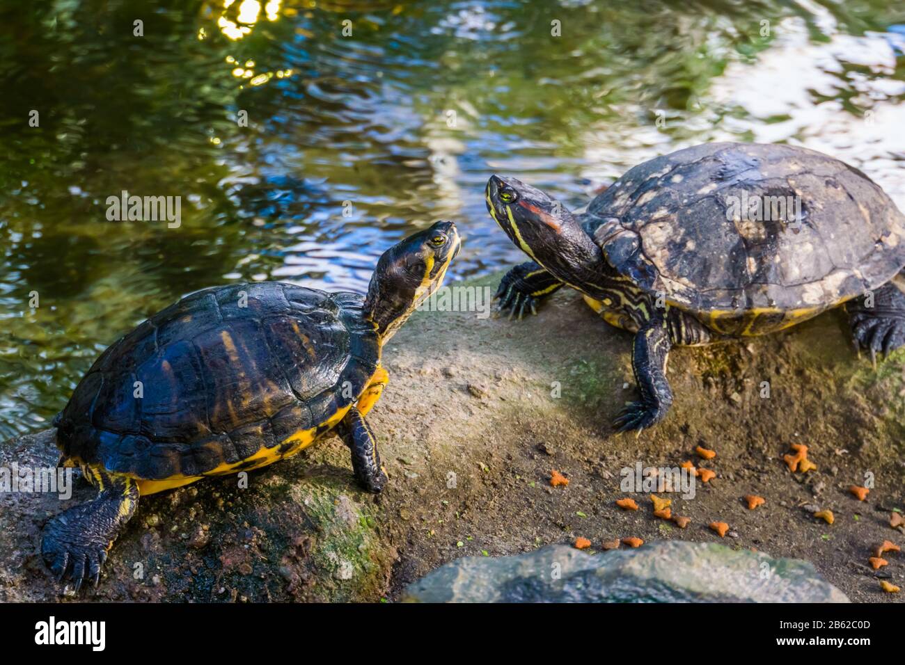 Cumberland slider turtle hi-res stock photography and images - Alamy