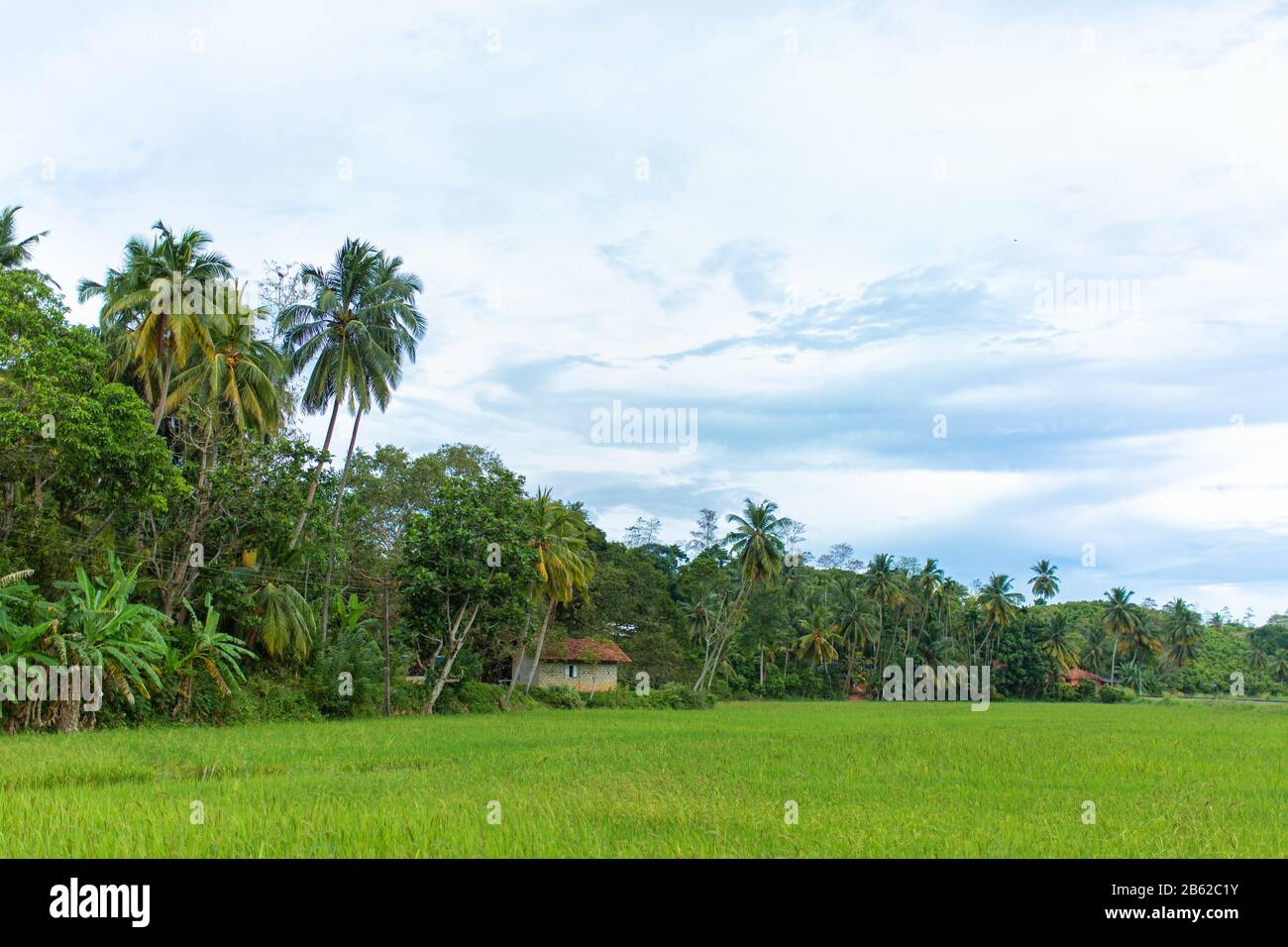 Green field in the jungle of Sri Lanka Stock Photo - Alamy