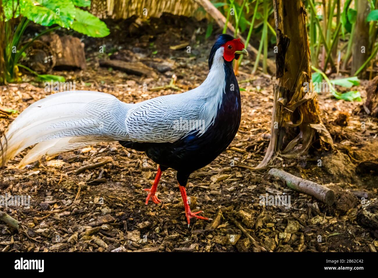 Chinese Pheasants Stock Photos & Chinese Pheasants Stock Images - Alamy