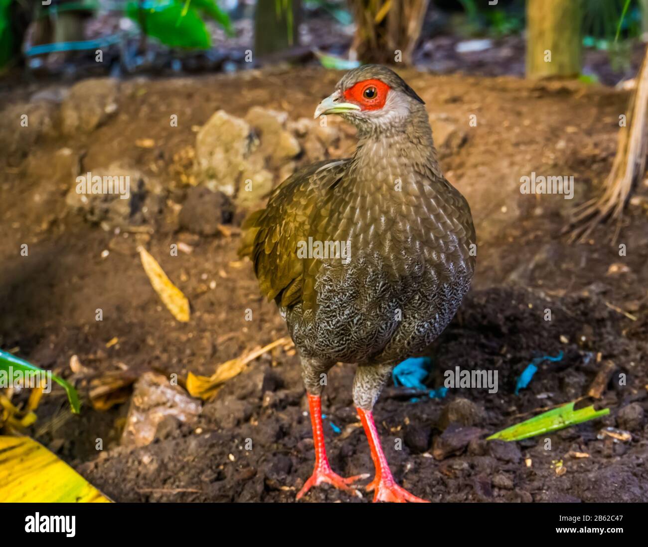 Female silver pheasant in closeup, tropical bird specie from Asia Stock ...