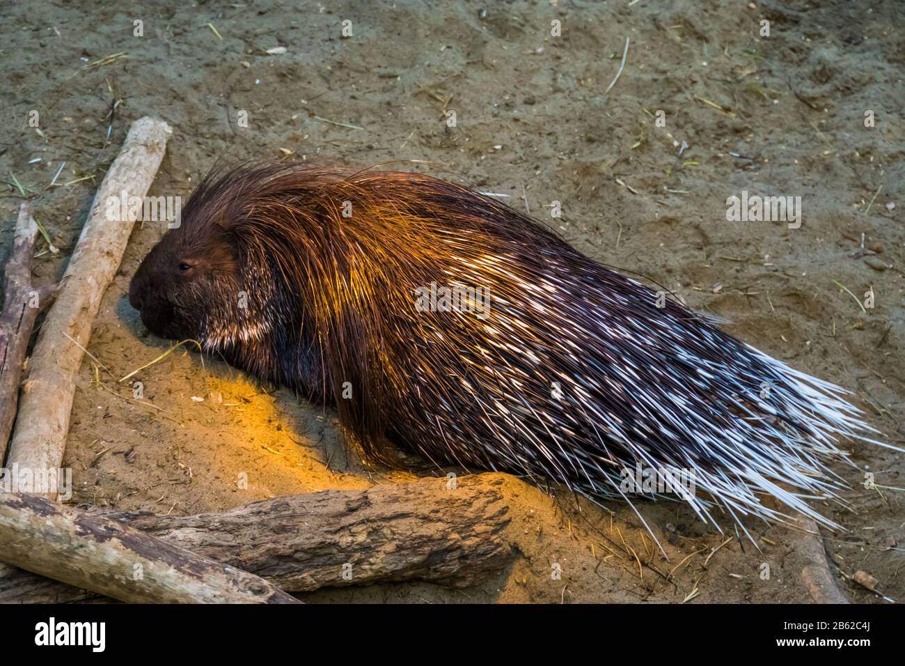 Indian crested porcupines hi-res stock photography and images - Alamy