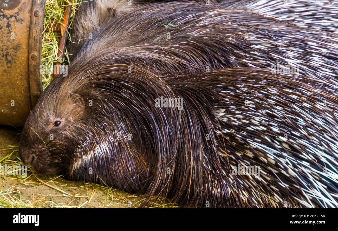 the face of a indian crested porcupine in closeup, popular tropical ...