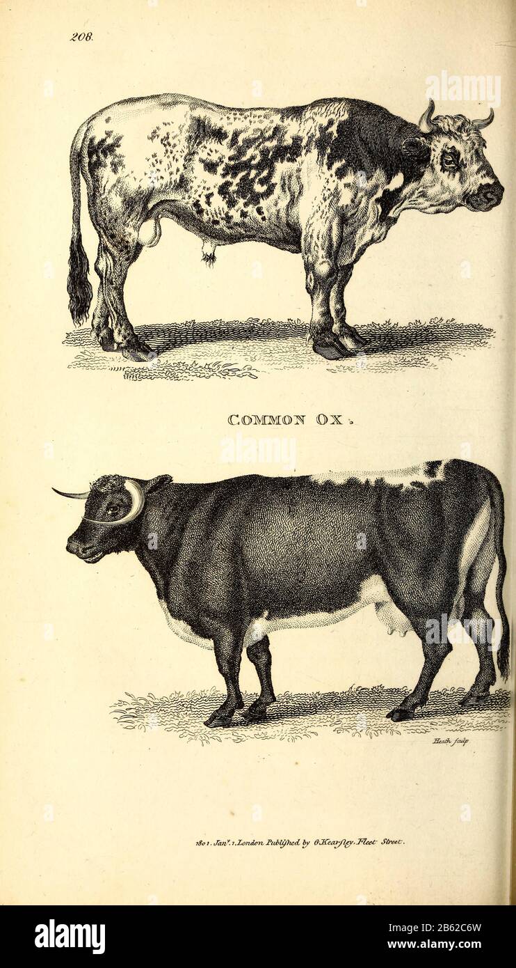 Nature history ox 18th century hi-res stock photography and images - Alamy