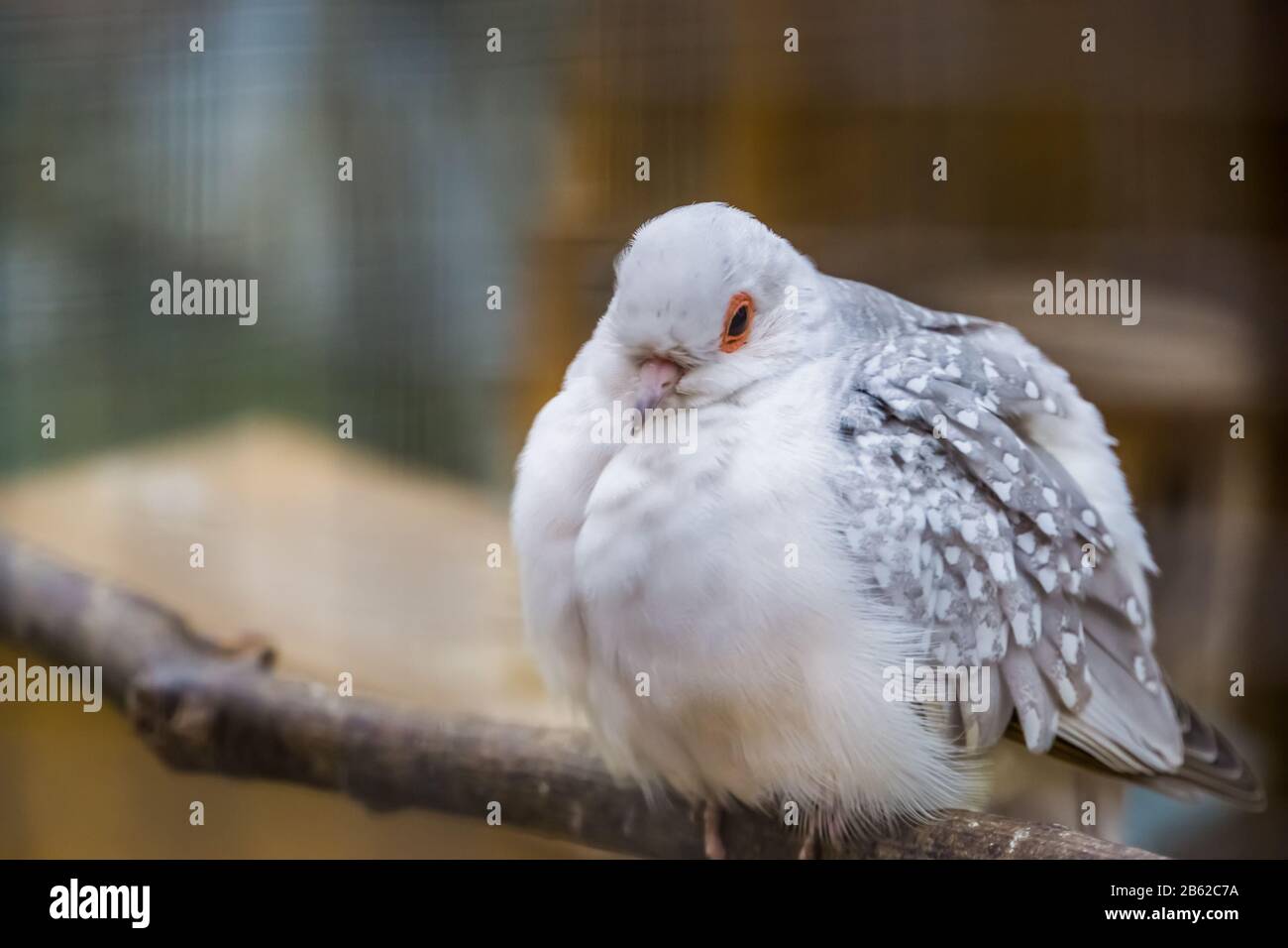 White Diamond Dove In Closeup Color Mutation Popular Tropical Bird Specie From Australia Stock
