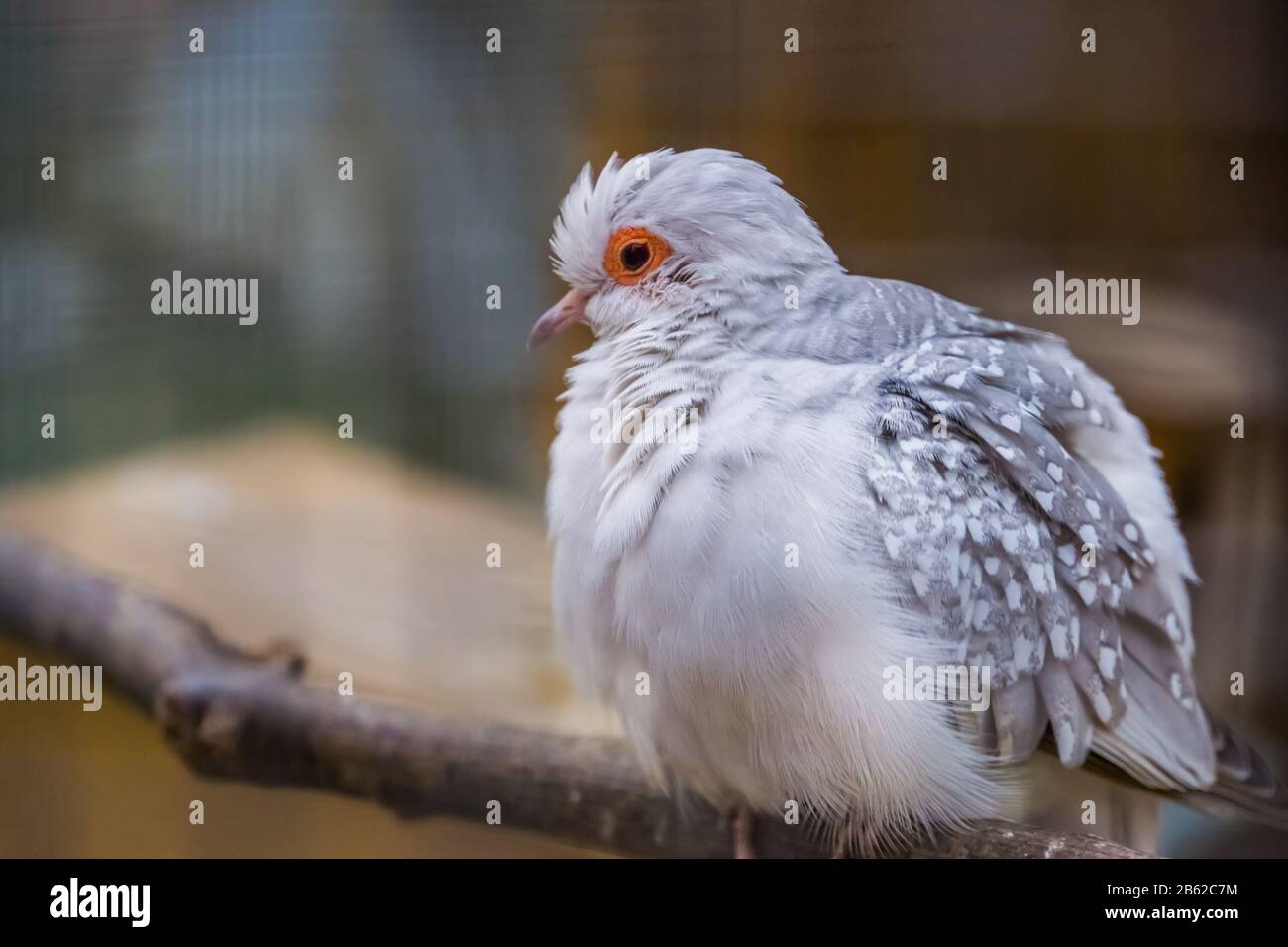 Color mutation hi-res stock photography and images - Alamy