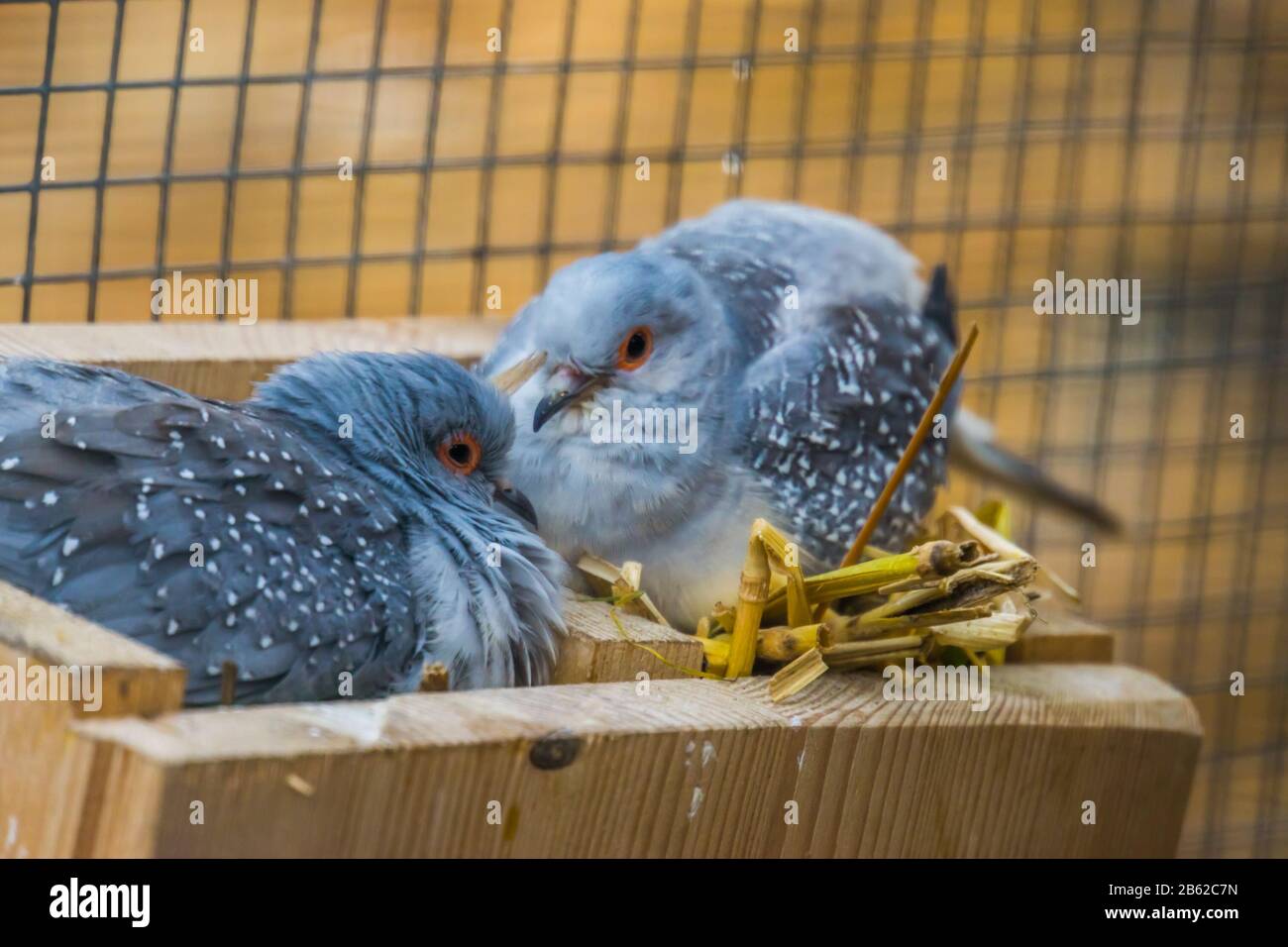 Australian Doves High Resolution Stock Photography and Images - Alamy