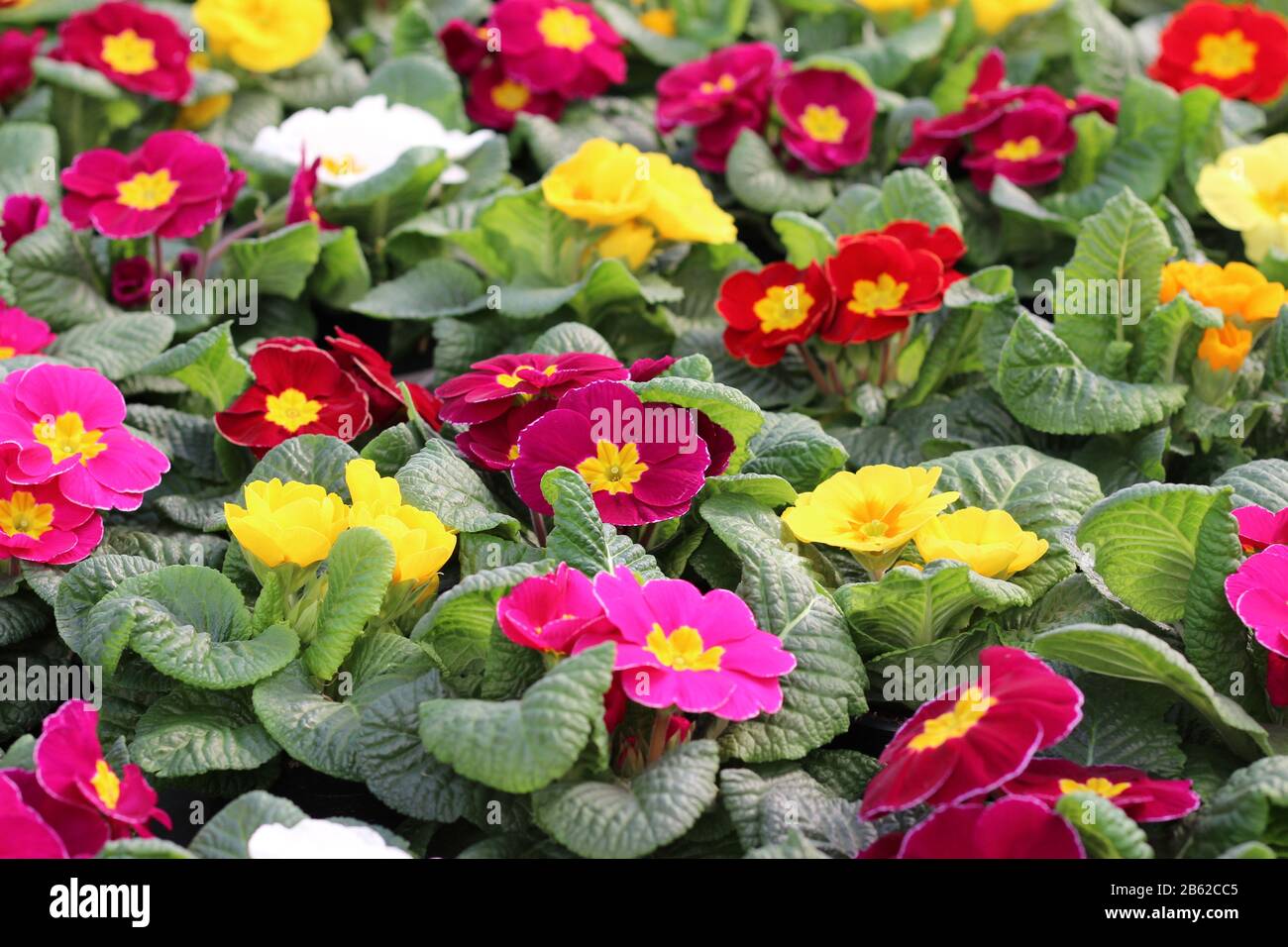 Multi colored spring flowers background. Brightly colored Primula ...
