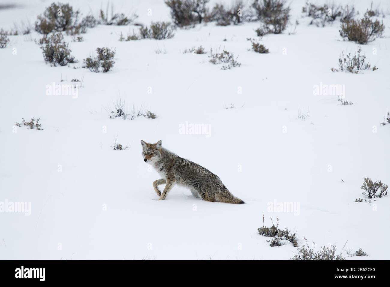 Coyote stalking hi-res stock photography and images - Alamy
