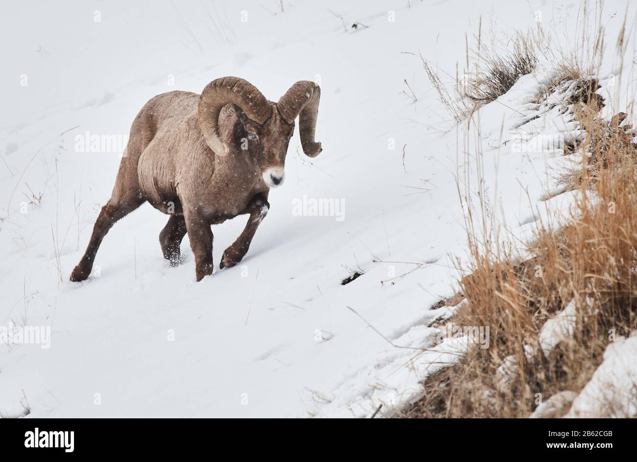 Male longhorn sheep Stock Photo - Alamy