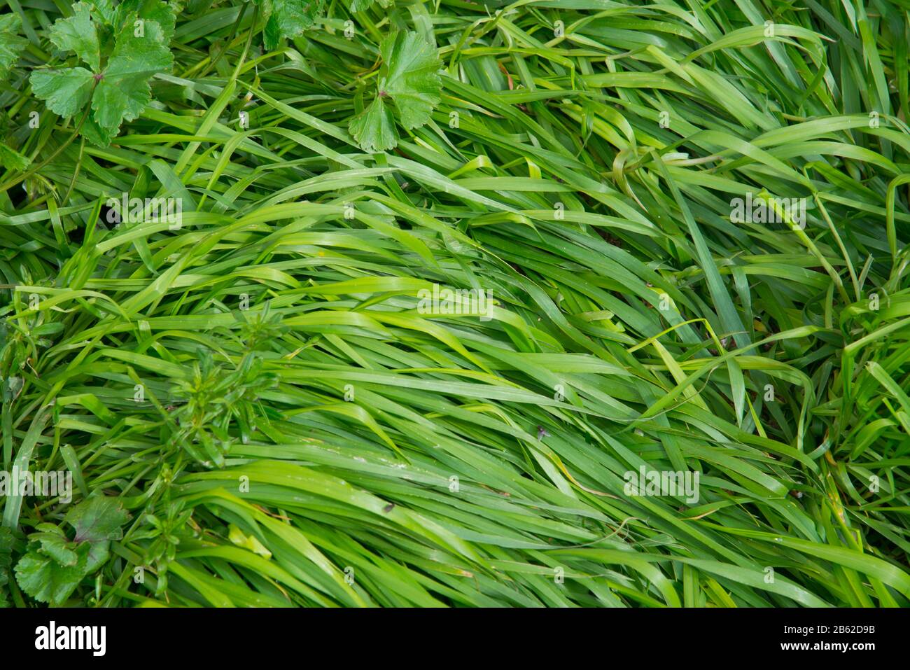 Planta fresca hi-res stock photography and images - Alamy
