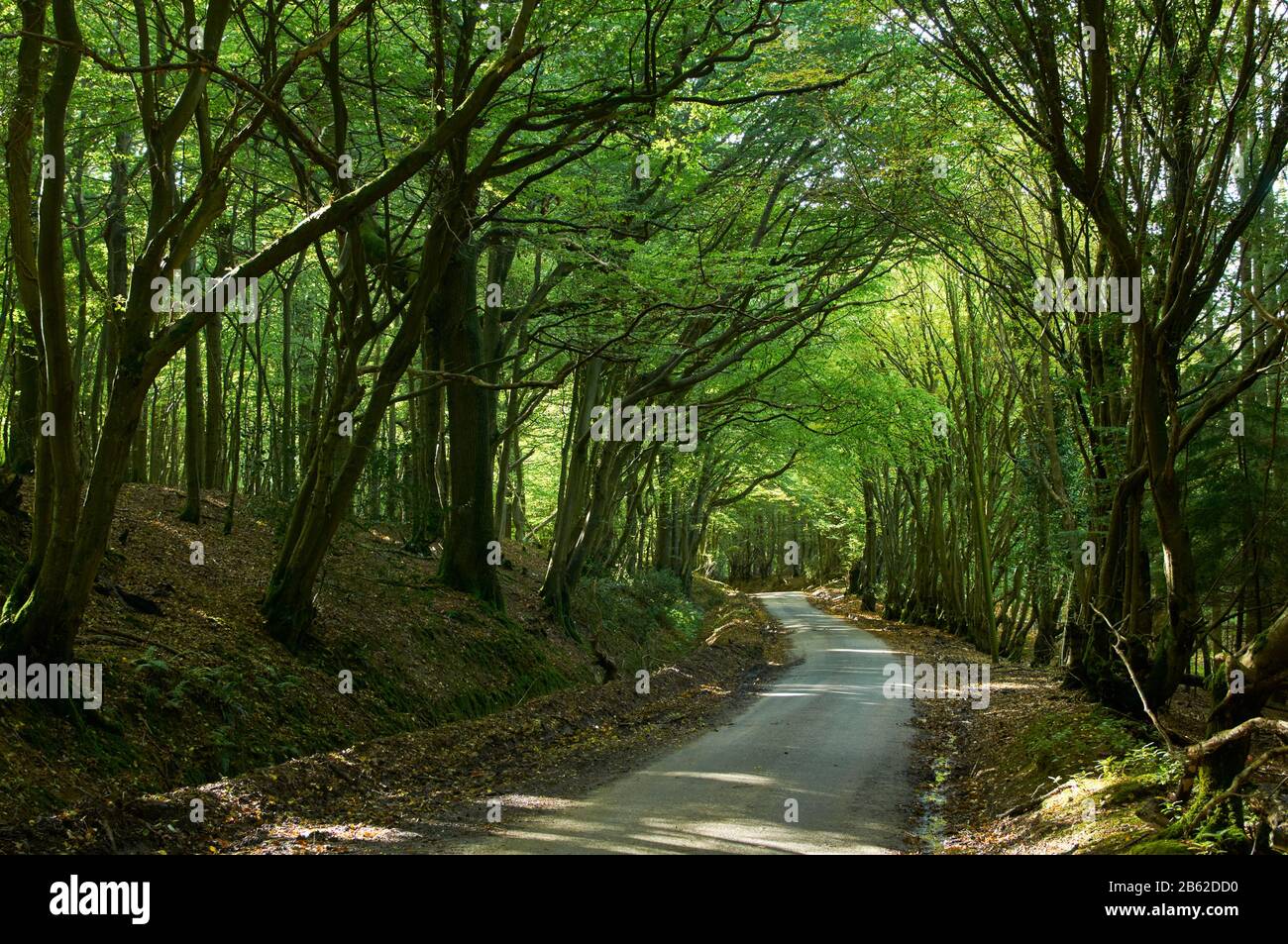 Woods lane hi-res stock photography and images - Alamy