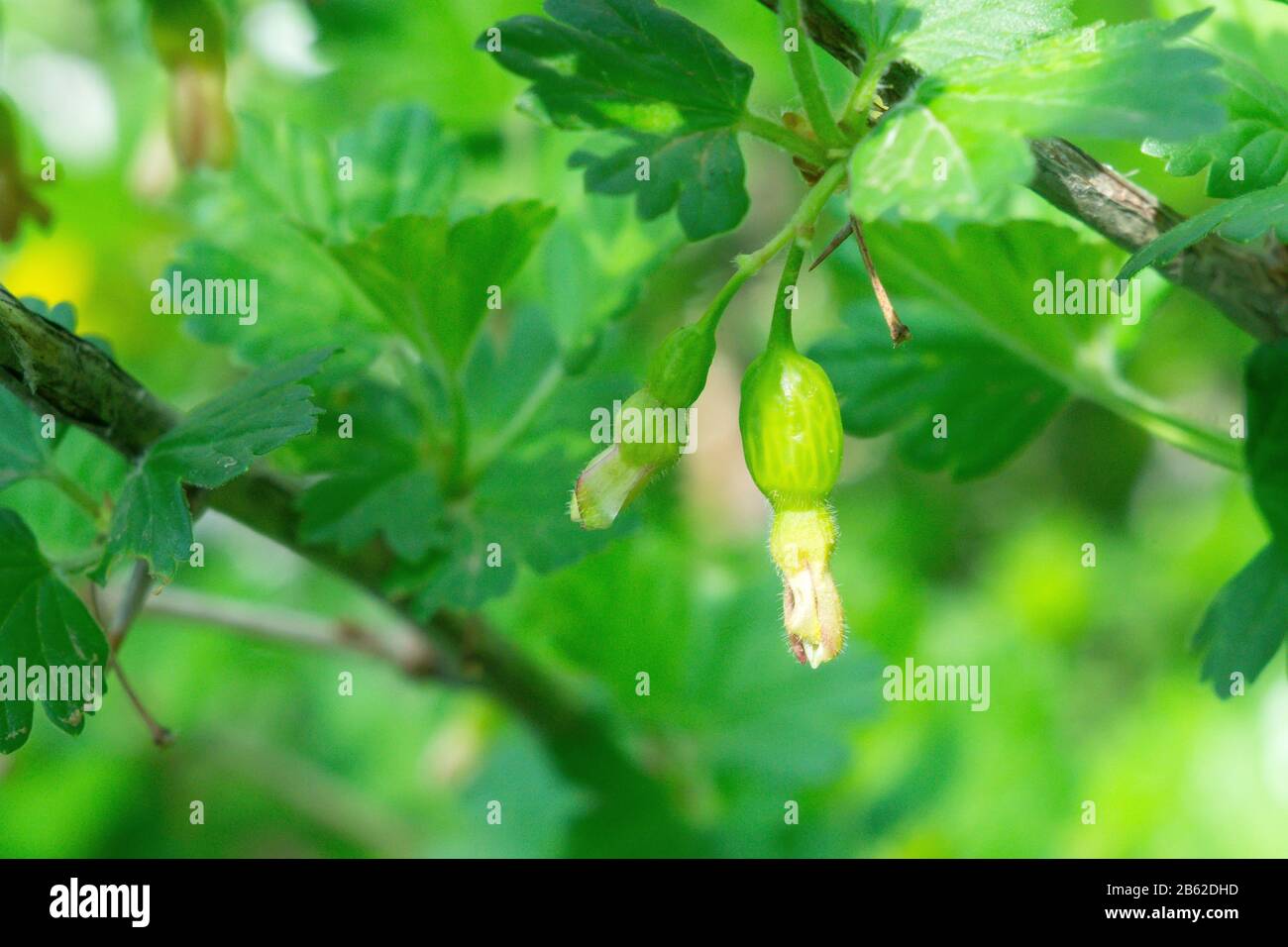 gooseberry Bush in early spring. On the branches of many small green ...