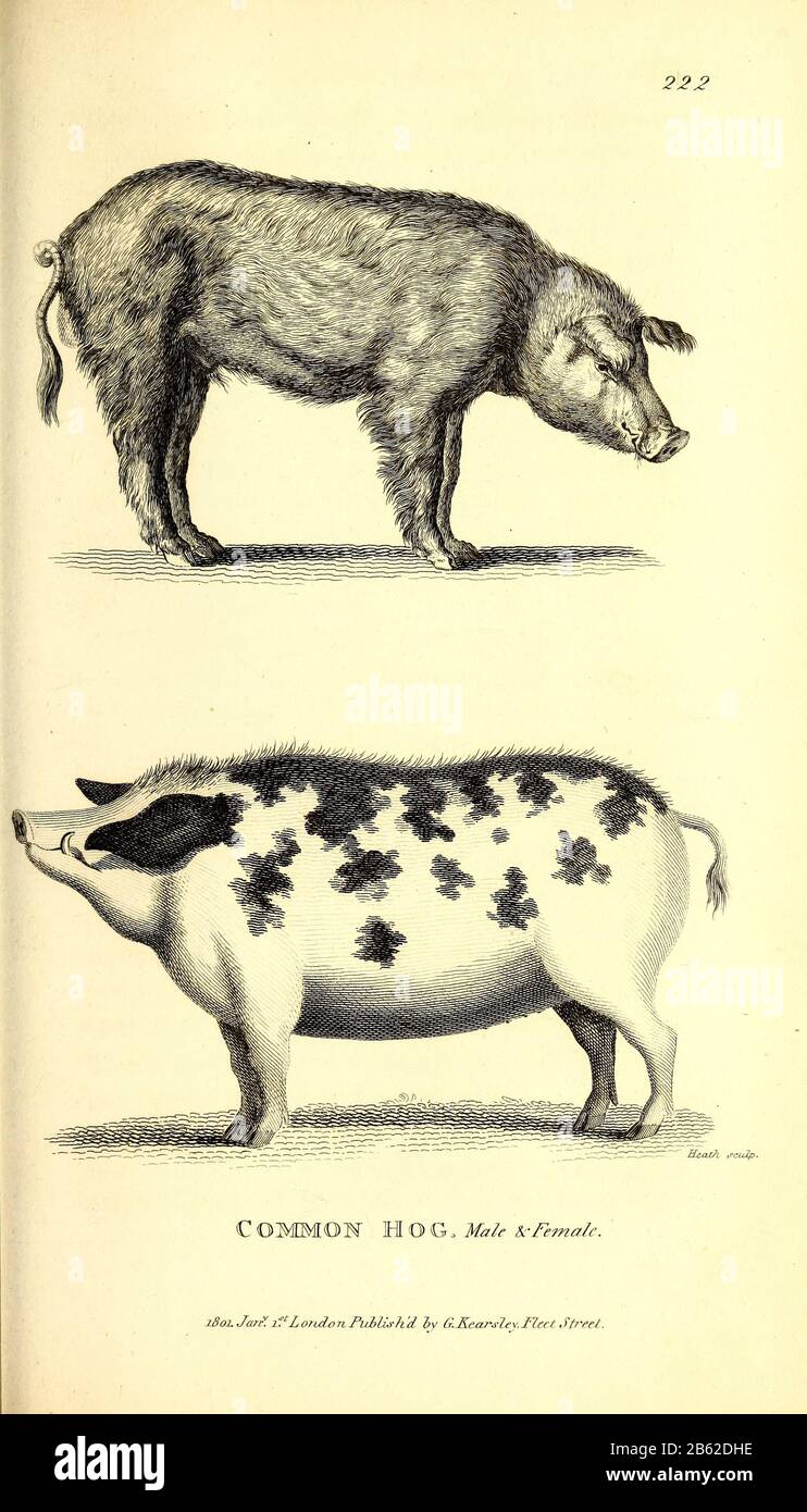 1800s london pigs hi-res stock photography and images - Alamy
