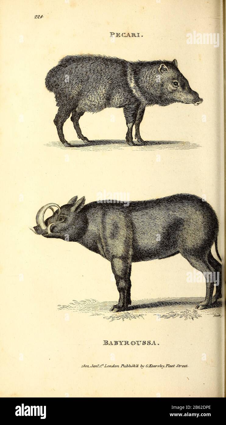 Peccary drawing hi-res stock photography and images - Alamy