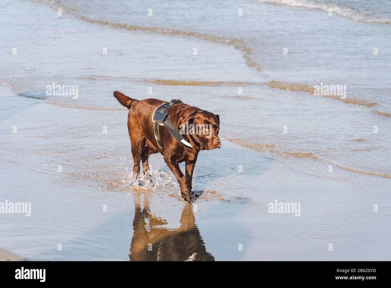 Portrait of a chocolate labrador in front of the sea. brown labrador ...