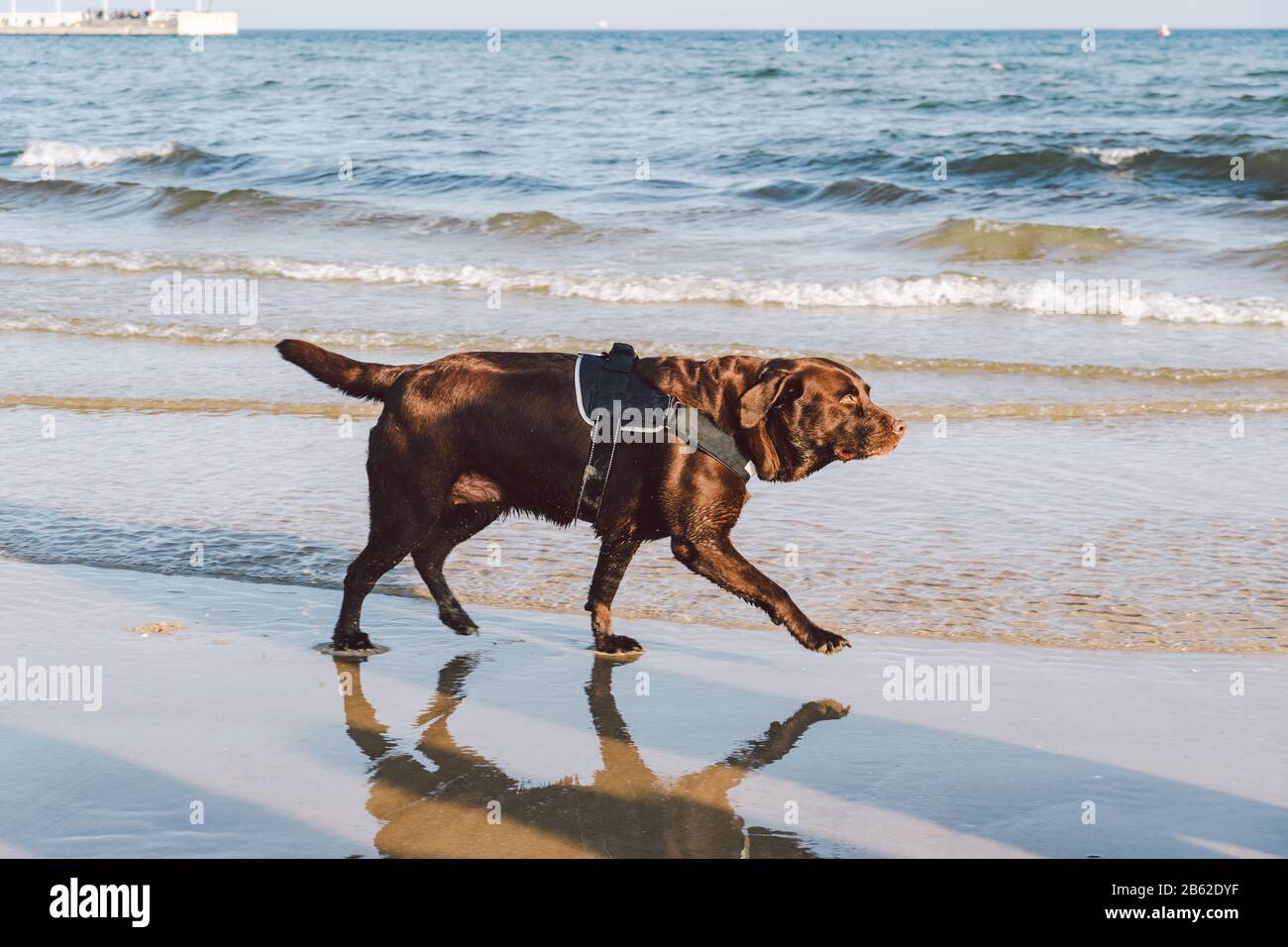 Portrait of a chocolate labrador in front of the sea. brown labrador ...