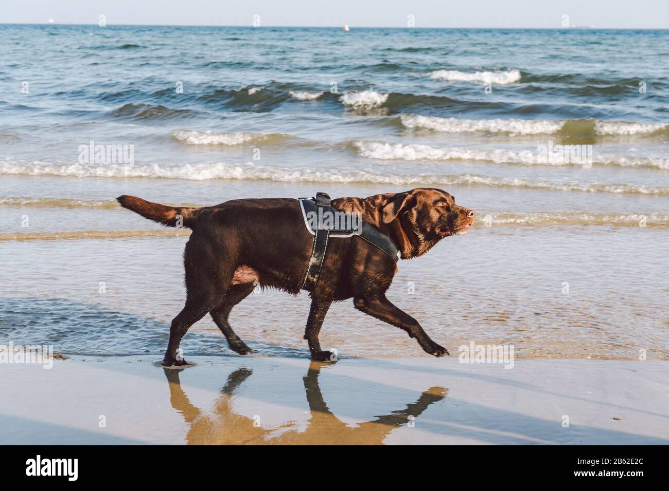 Chocolate lab on a beach hi-res stock photography and images - Alamy
