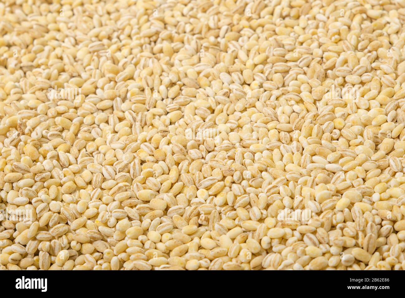 Dry pearl barley grain seed close up textured background, top view ...