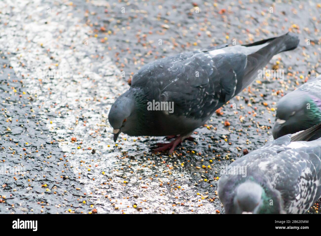 pigeons eating seeds from the ground in rainy day Stock Photo - Alamy