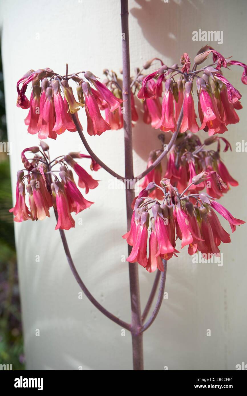 Fuchsia bell flower Stock Photo - Alamy