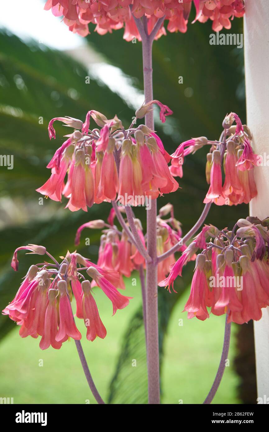 Bell shape flower hi-res stock photography and images - Alamy