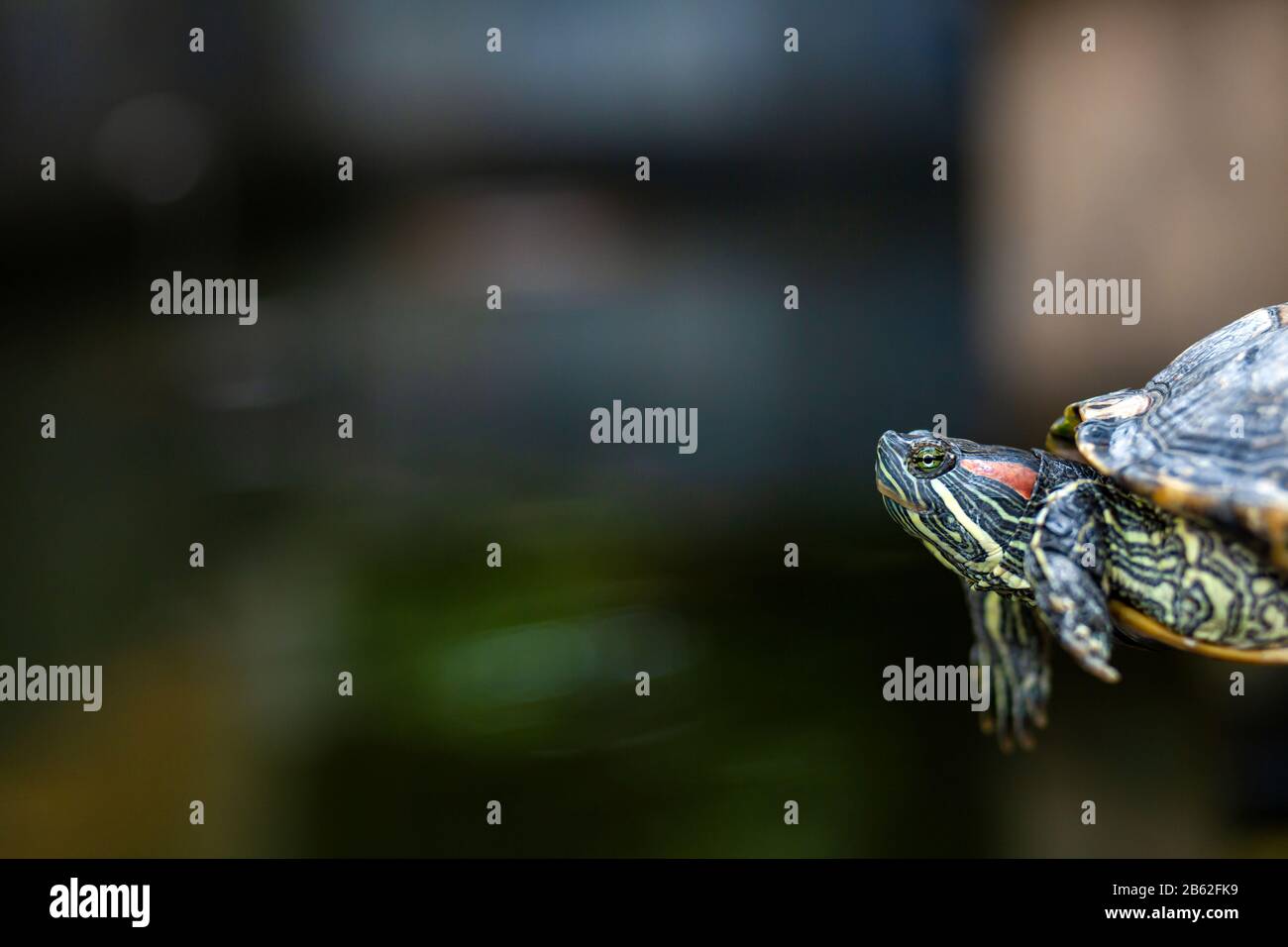 Red Eared Terrapin - Trachemys scripta elegans. Red eared slider turtle ...