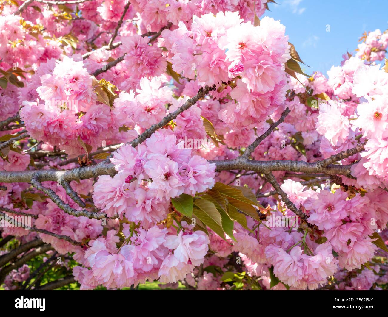 Close up cherry tree hi-res stock photography and images - Alamy