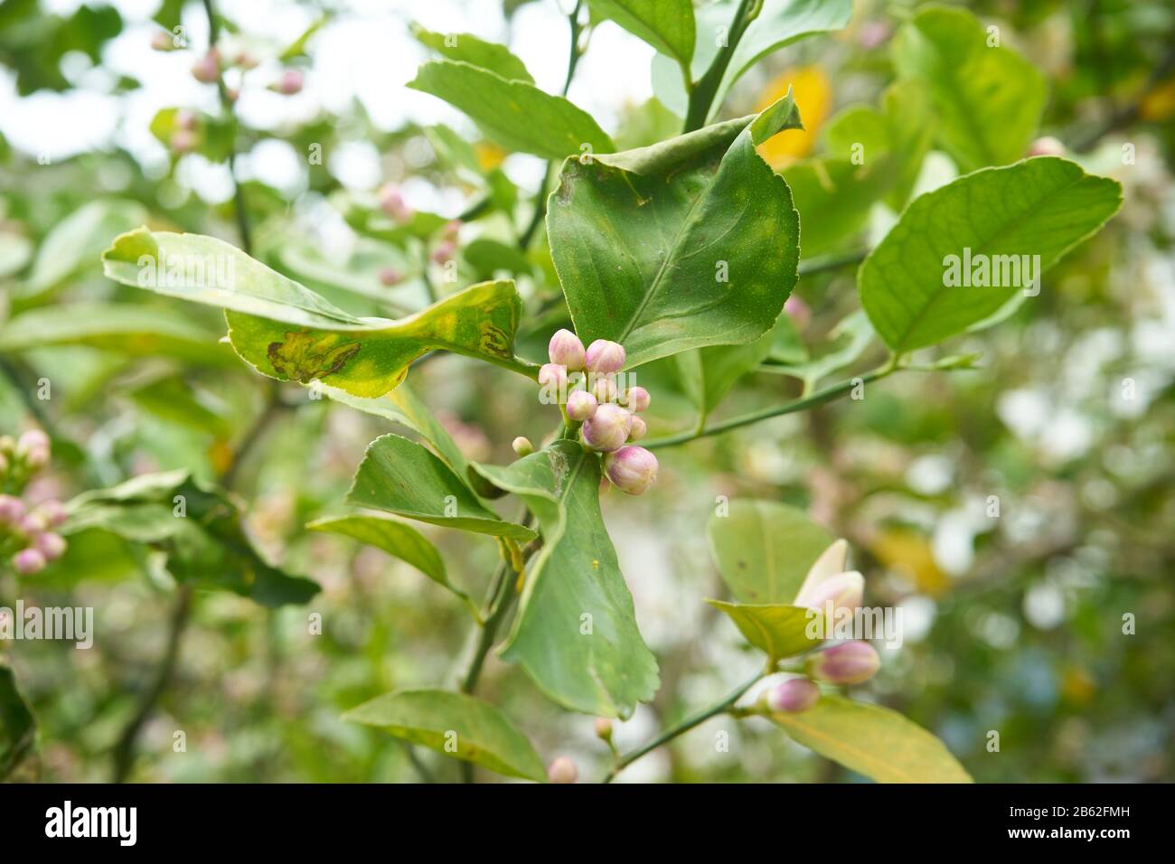 Lemon tree blossoms Stock Photo - Alamy